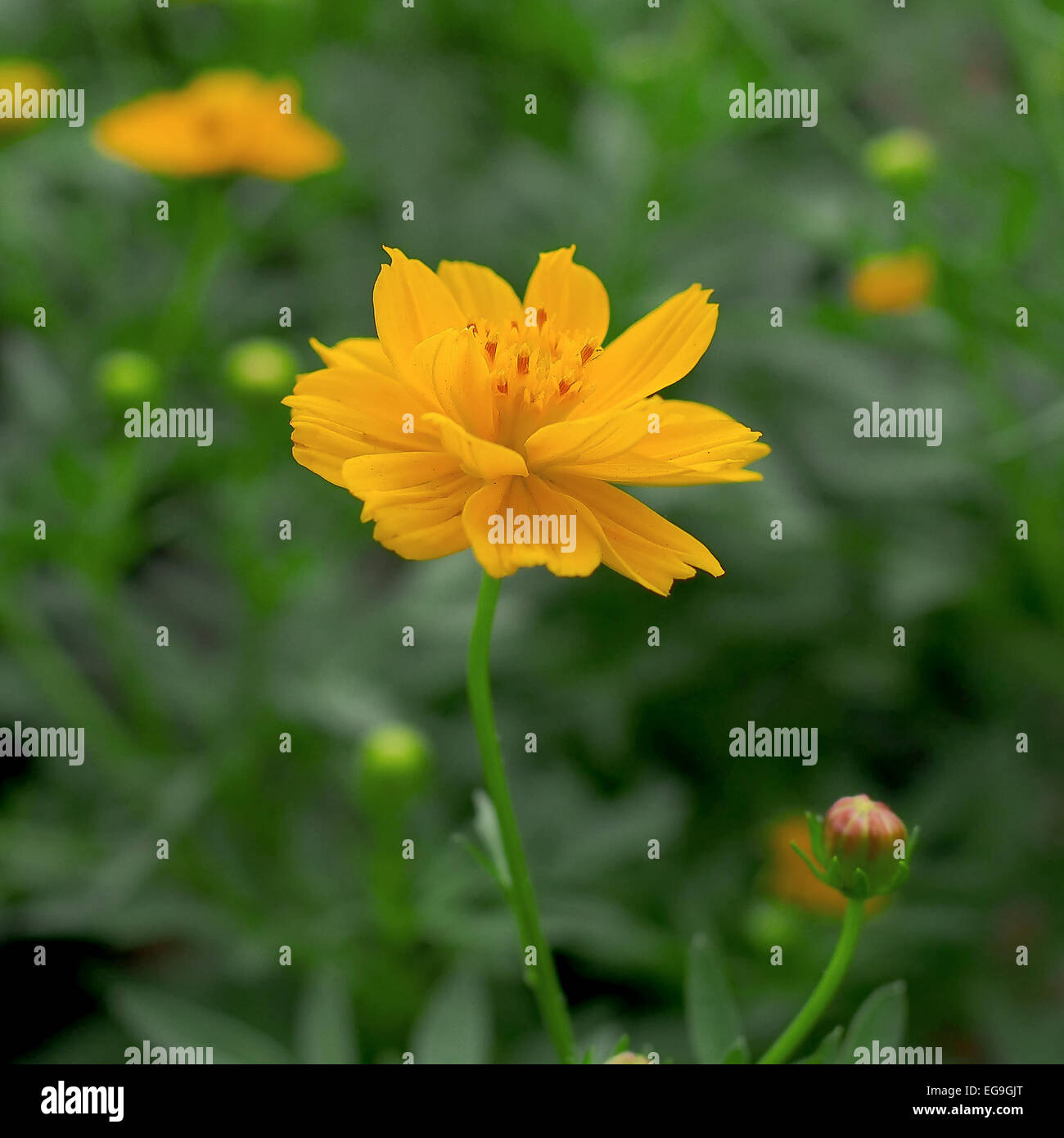 beautiful wedelia trilobata flower in the garden Stock Photo - Alamy