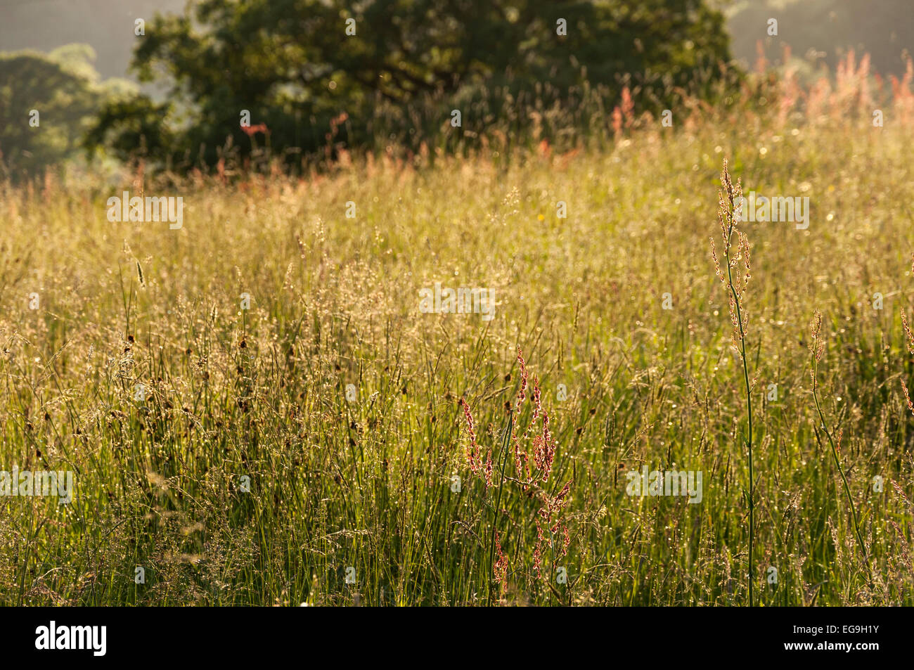 Meadow soft grass hi-res stock photography and images - Alamy