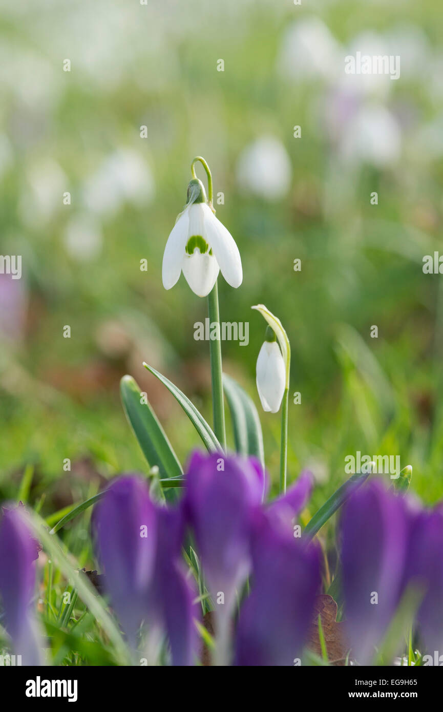 Purple snowdrops growing in spring hi-res stock photography and images ...