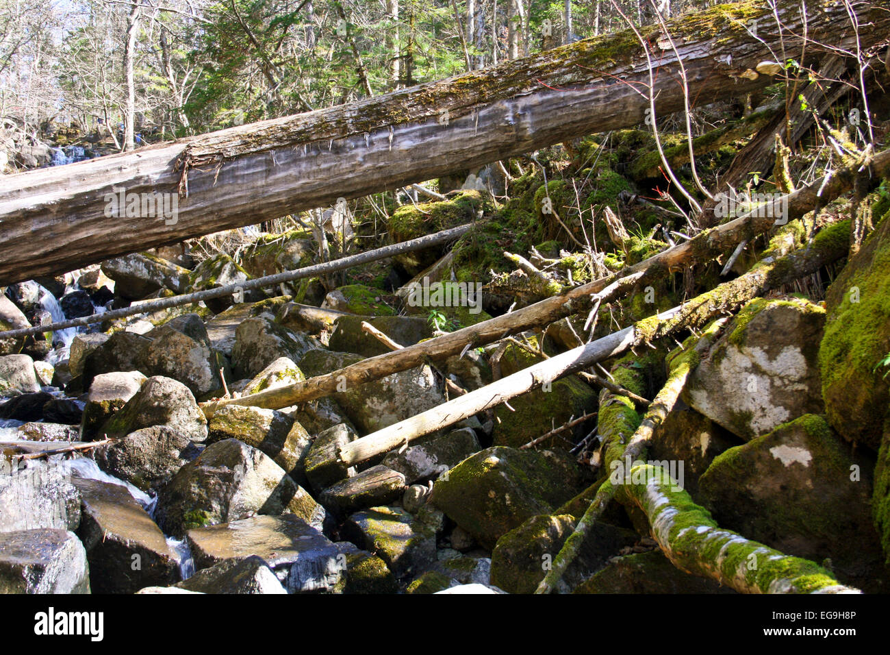 The old, fallen tree lies over the big stones Stock Photo - Alamy
