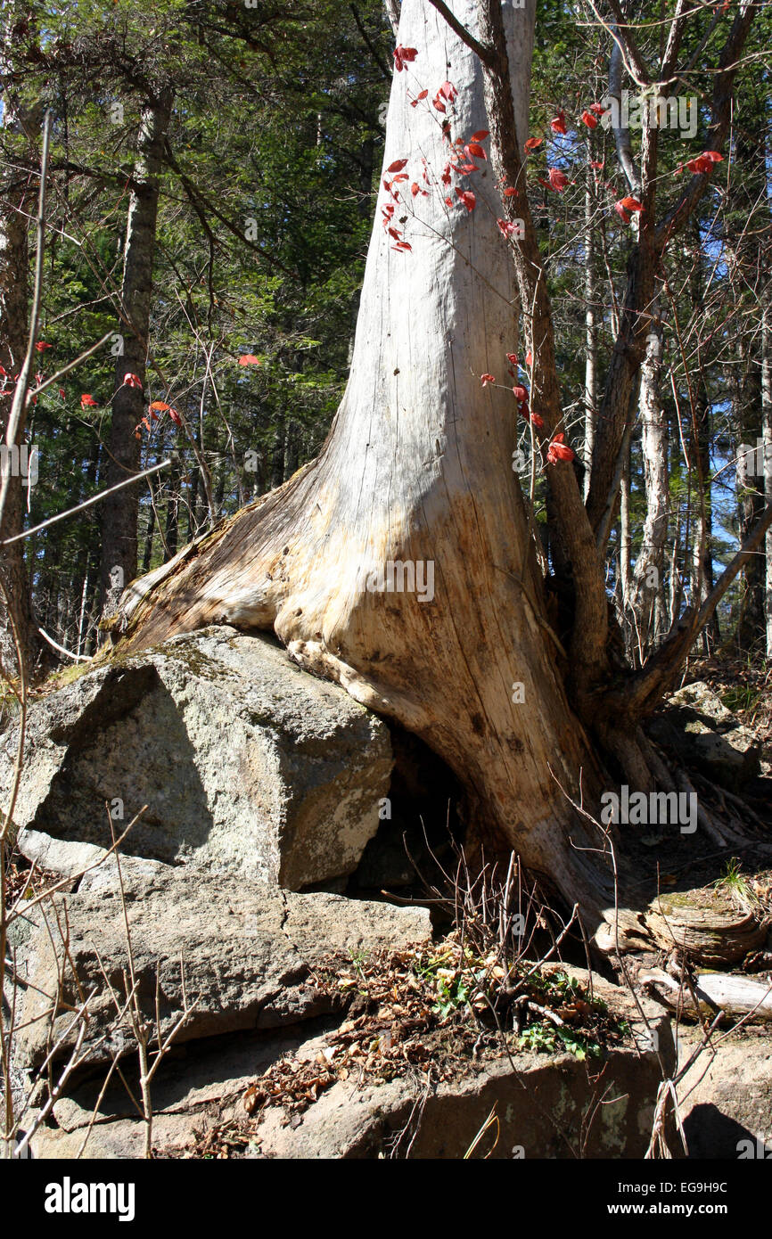 Landscape of coniferous wood with the big tree on huge stones Stock ...