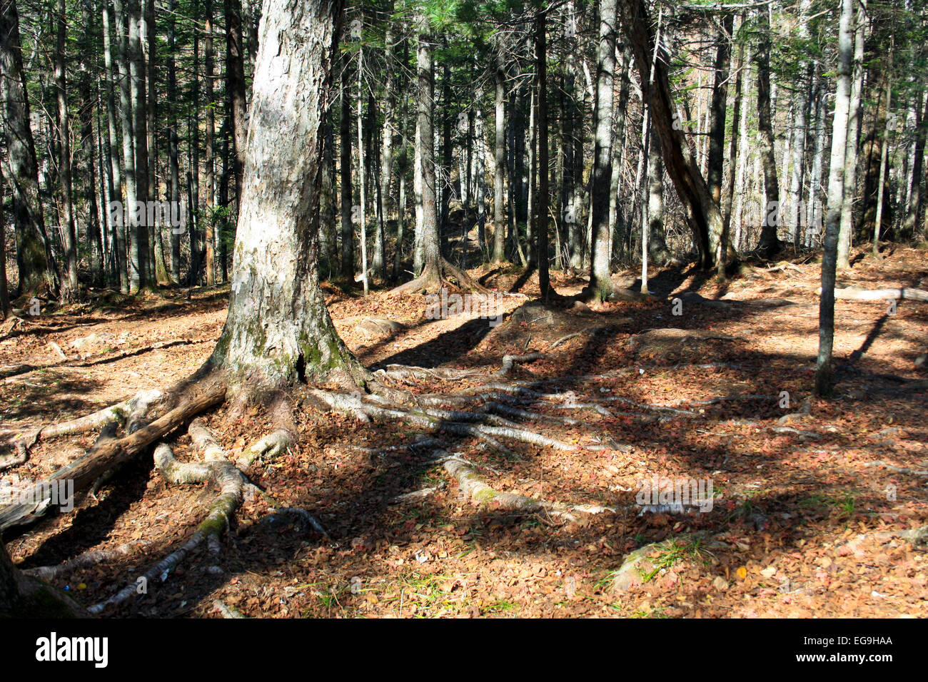 The tree with the big roots grows in coniferous wood Stock Photo - Alamy