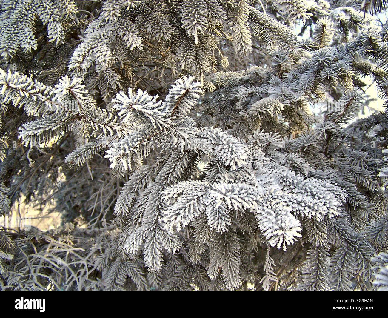 The branches of the spruce covered with frost Stock Photo - Alamy