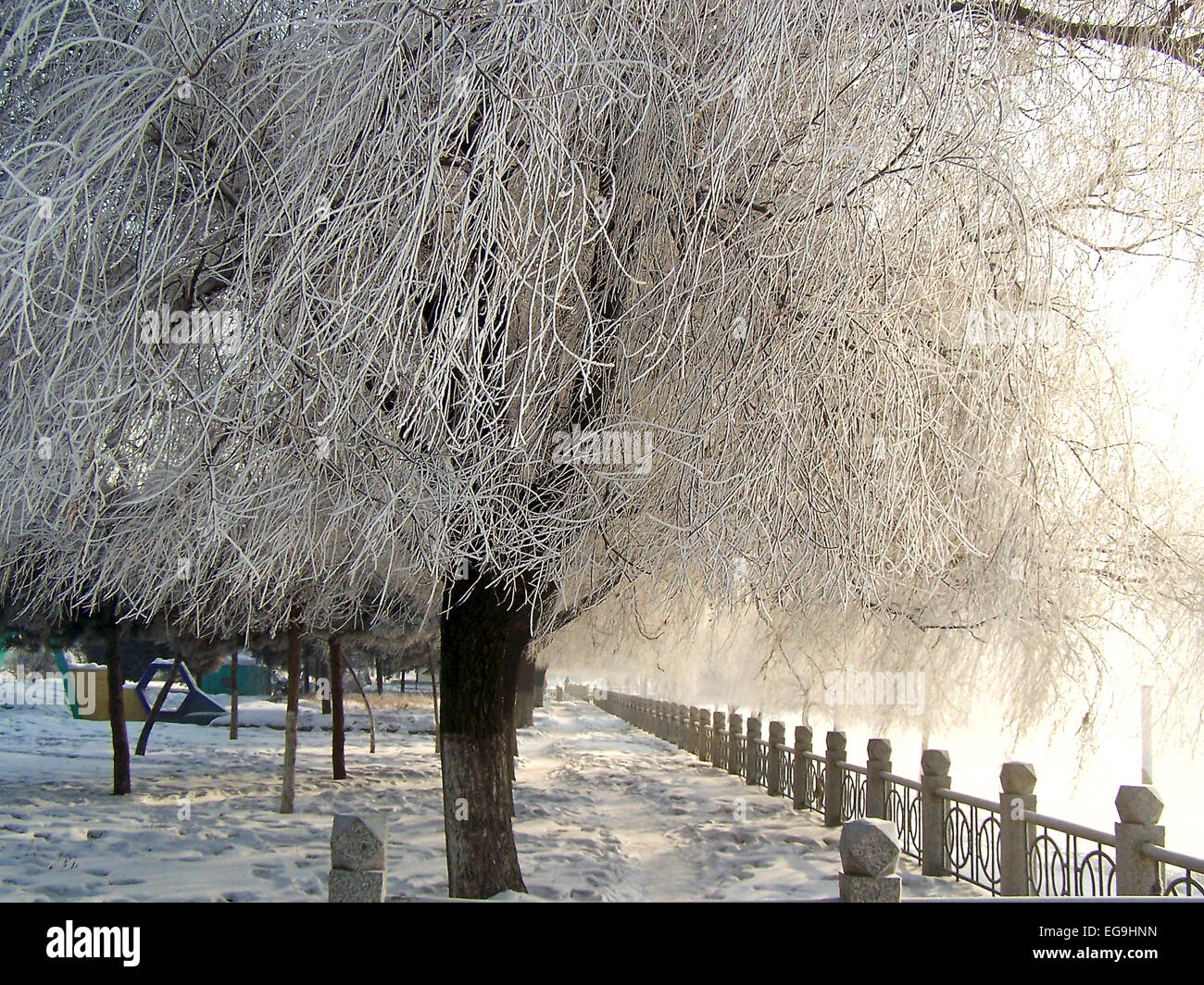 Thin tree branches covered with frost Stock Photo - Alamy