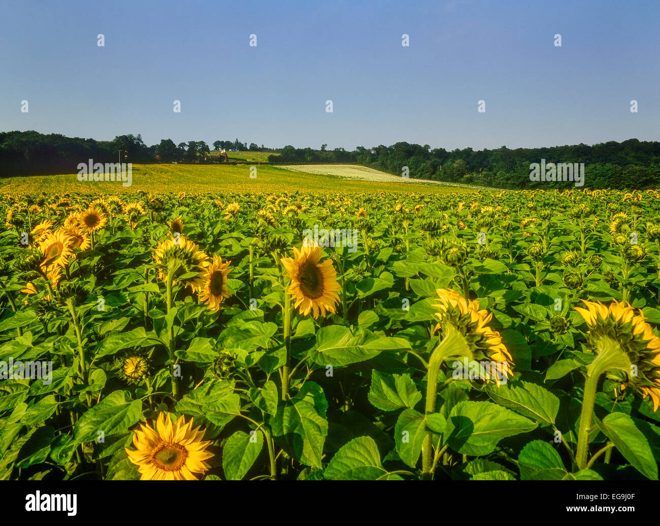 Sunflower field uk hi-res stock photography and images - Alamy