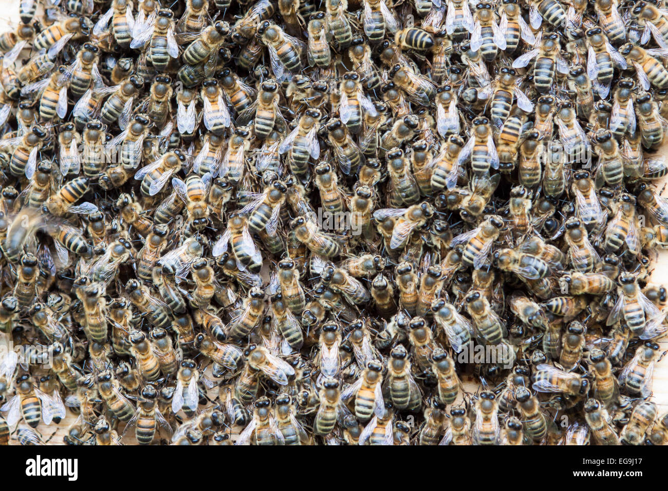 Honey Bees (Apis mellifera) swarming at entrance of an artificial bee ...