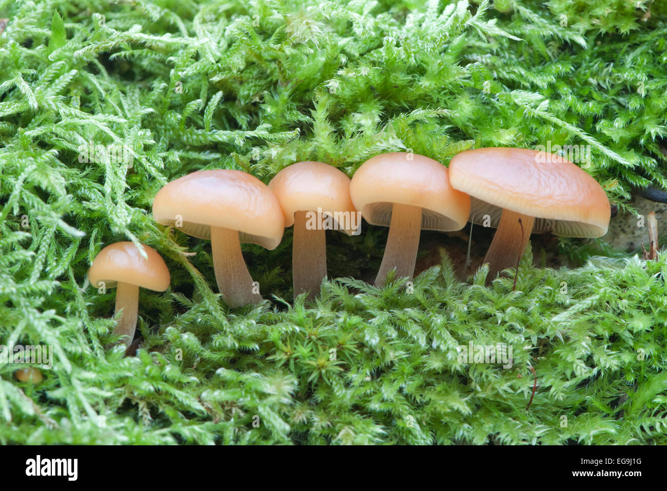 Brown enoki mushrooms hi-res stock photography and images - Alamy