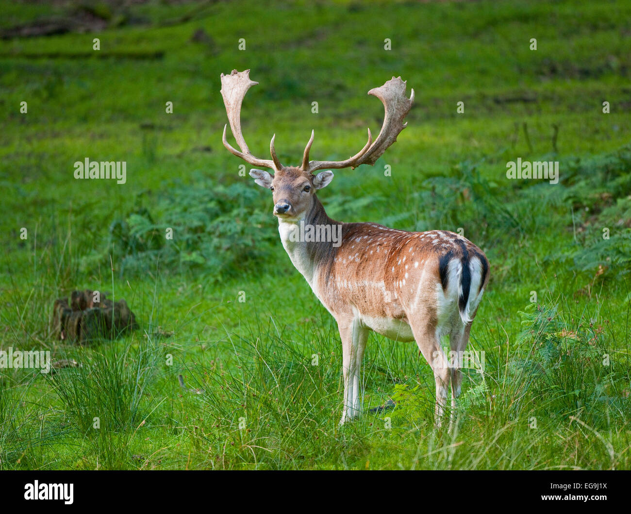 Fallow Deer (Dama dama), buck, captive, Lower Saxony, Germany Stock ...