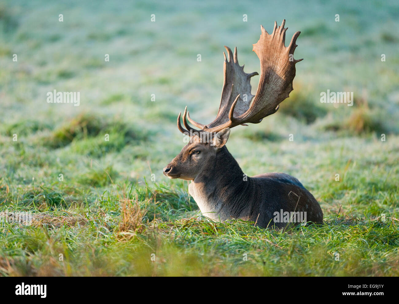 Fallow Deer (Dama dama), buck, lying on a meadow, captive, Bavaria ...