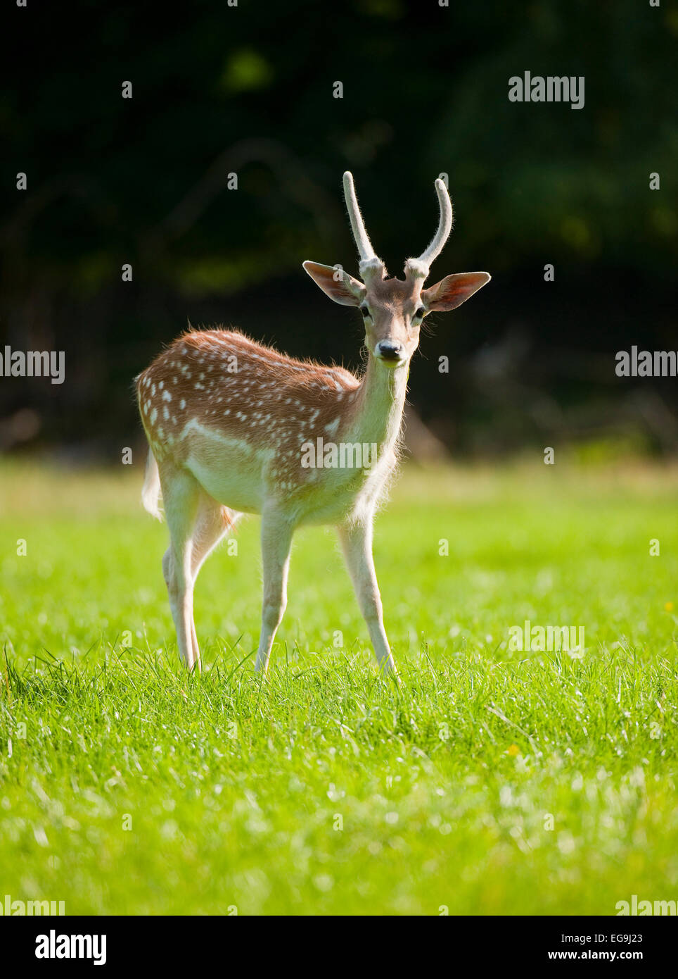 Fallow Deer (Dama dama), young buck with spike, with velvet antlers ...