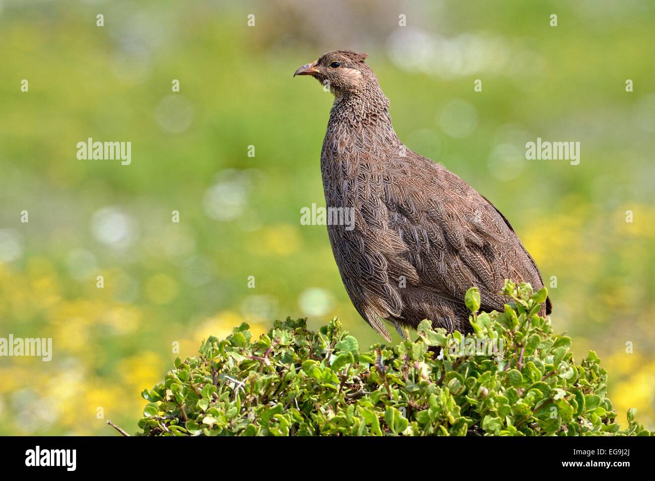 Cape Francolin (Pternistis capensis), West Coast National Park ...