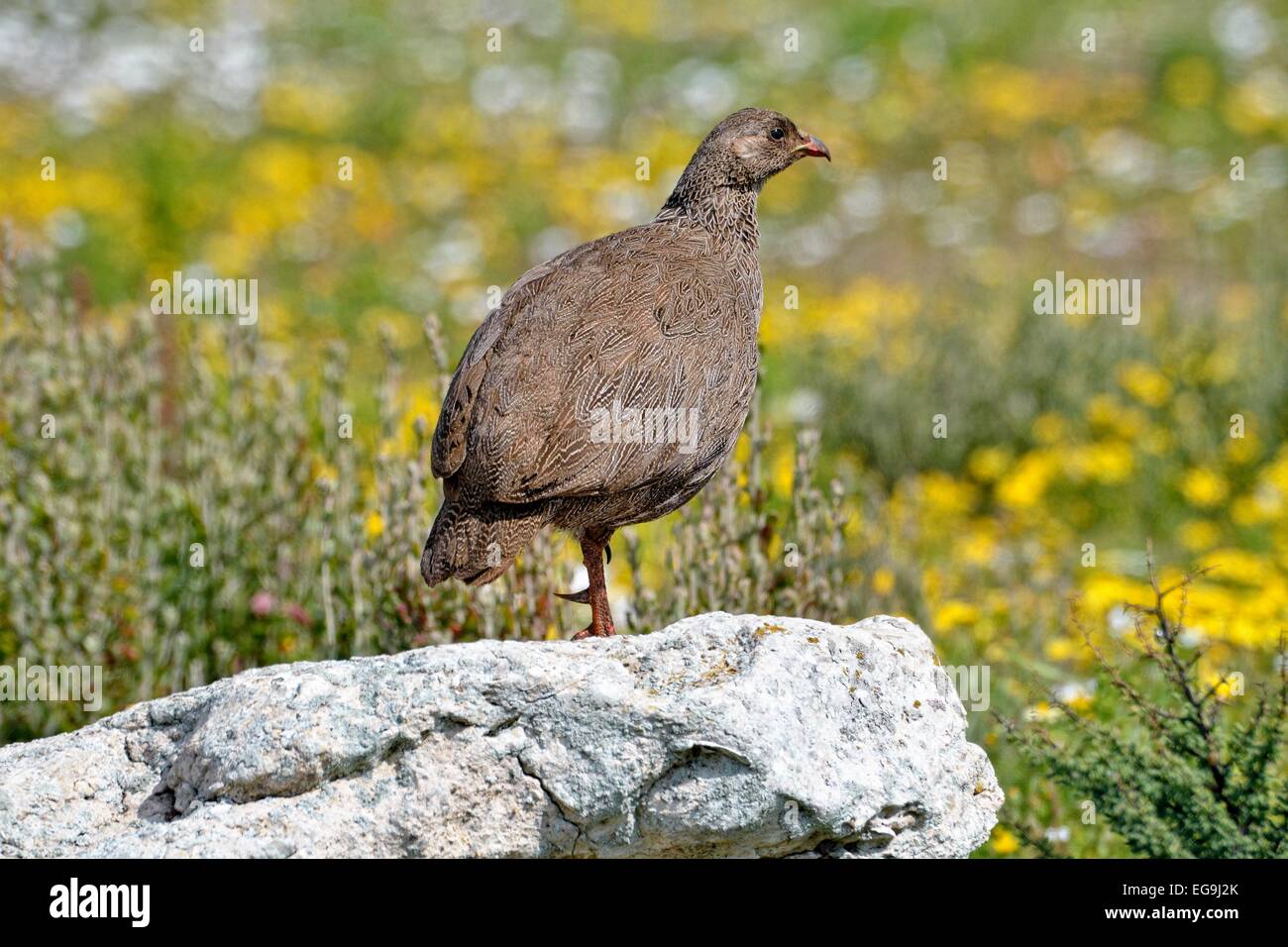 South africa cape spurfowl francolin hi-res stock photography and ...