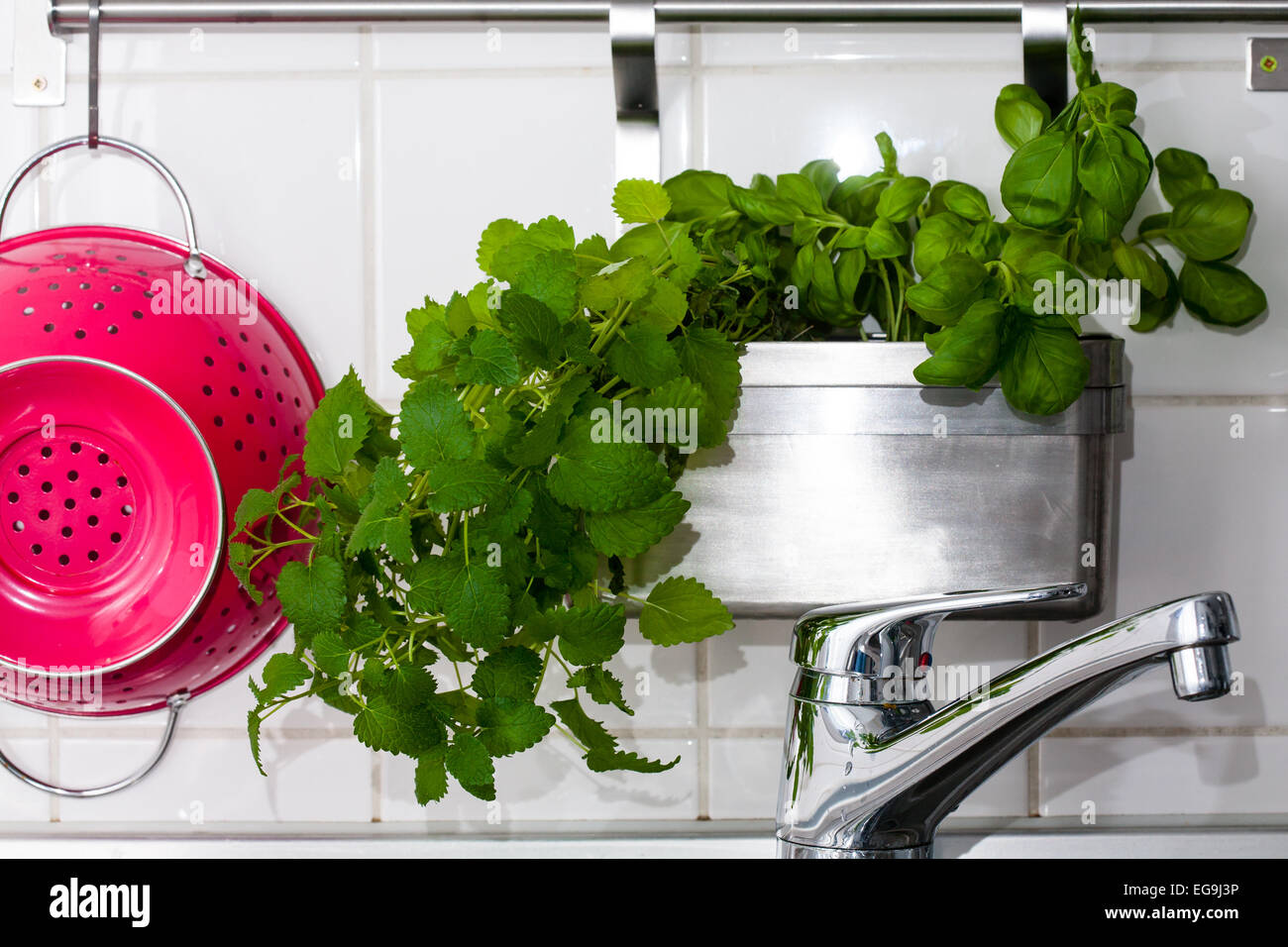 Basil mint hi-res stock photography and images - Alamy