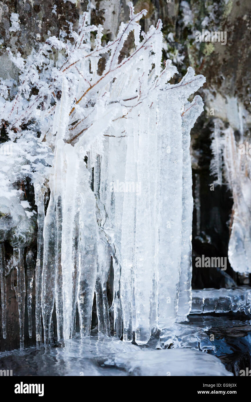 Icicles hanging from tree branches hi-res stock photography and images ...