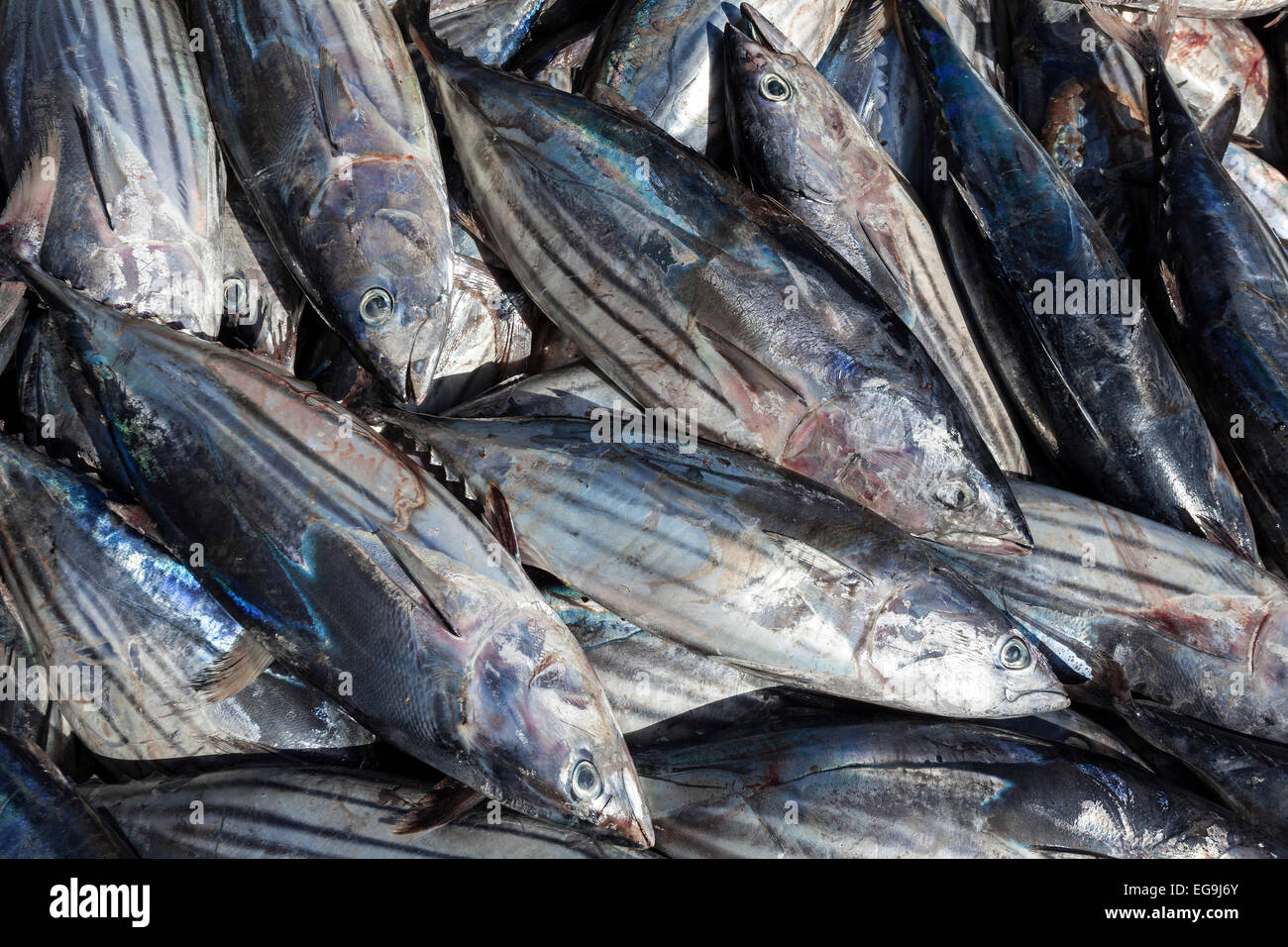 Skipjack Tunas (Katsuwonus pelamis), Tenerife, Canary Islands, Spain ...