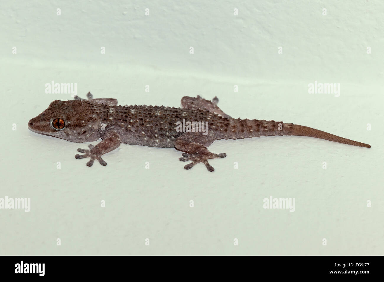 Tenerife Gecko (Tarentola delalandii), La Gomera, Canary Islands, Spain ...