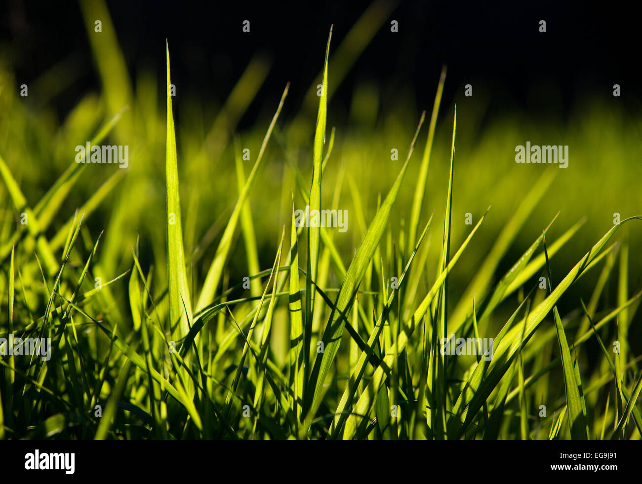 Blades of grass, meadow Stock Photo - Alamy
