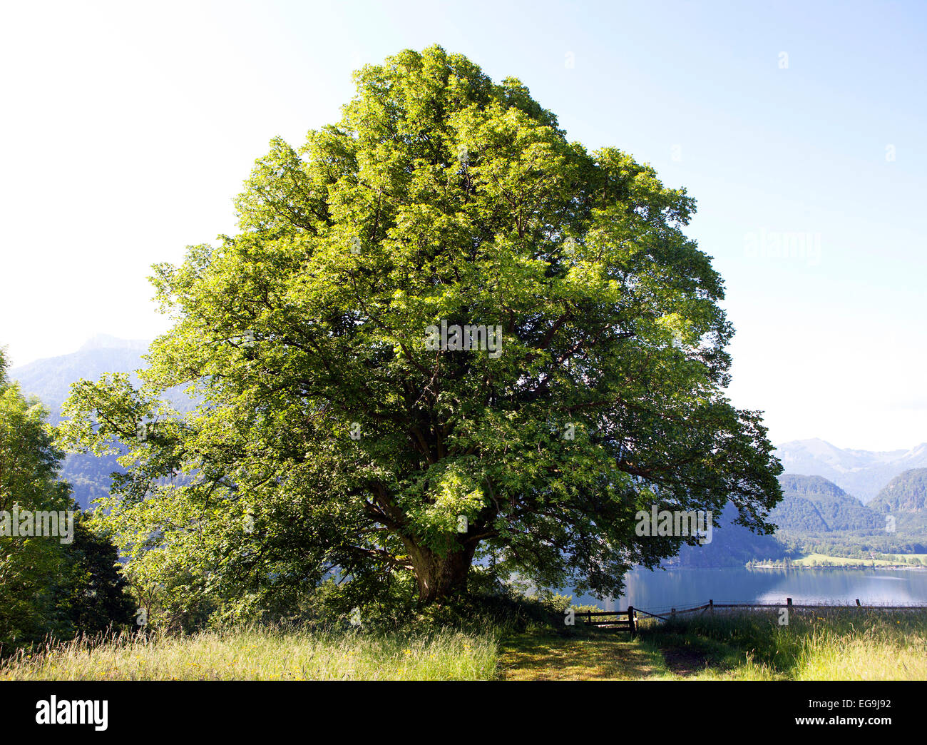 Lime or Large-leaved Lime (Tilia platyphyllos) on a summer meadow ...