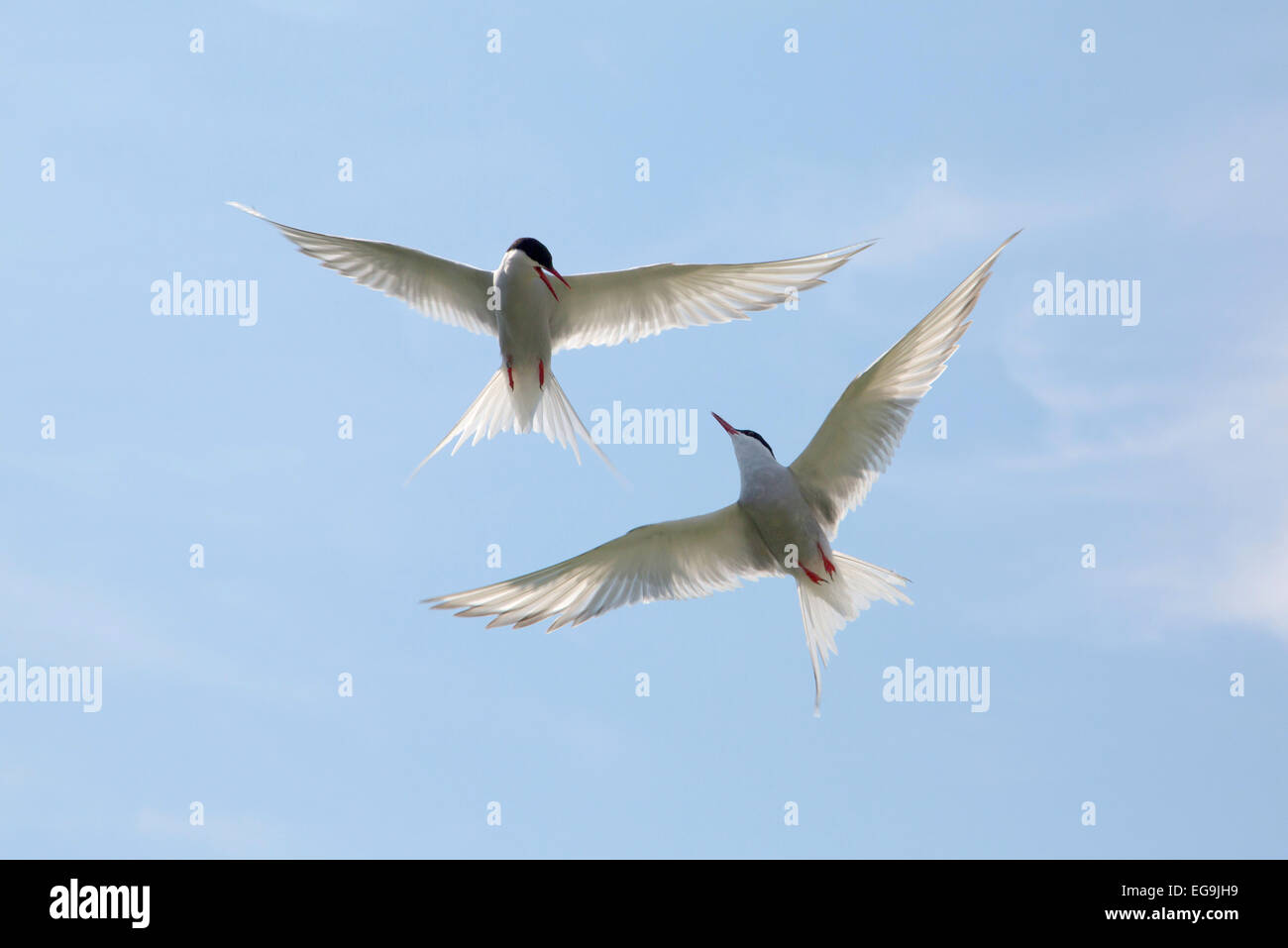 Arctic terns. Farne Islands, Northumberland, UK Stock Photo - Alamy