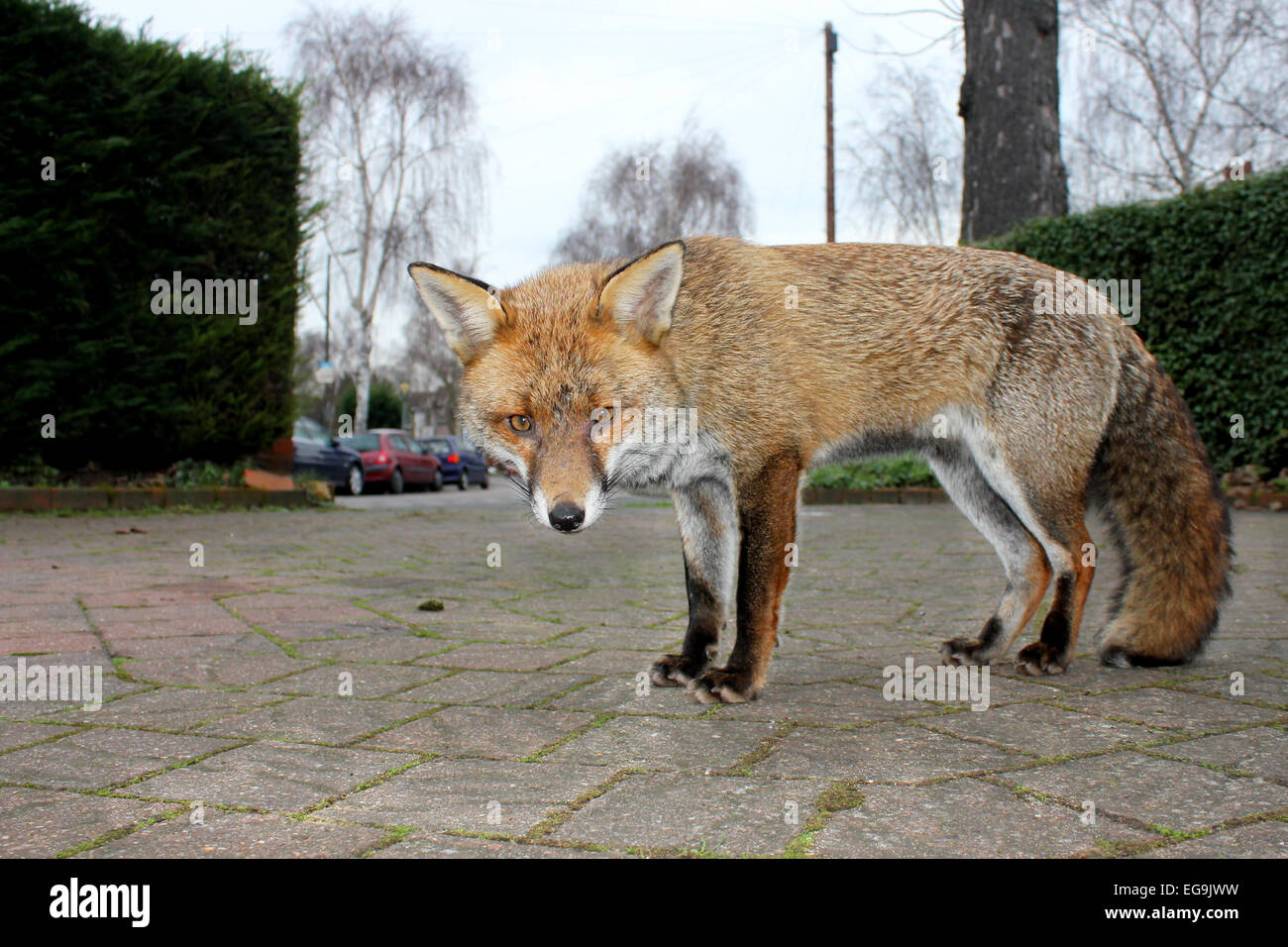 Red Fox Urban, London UK Stock Photo - Alamy
