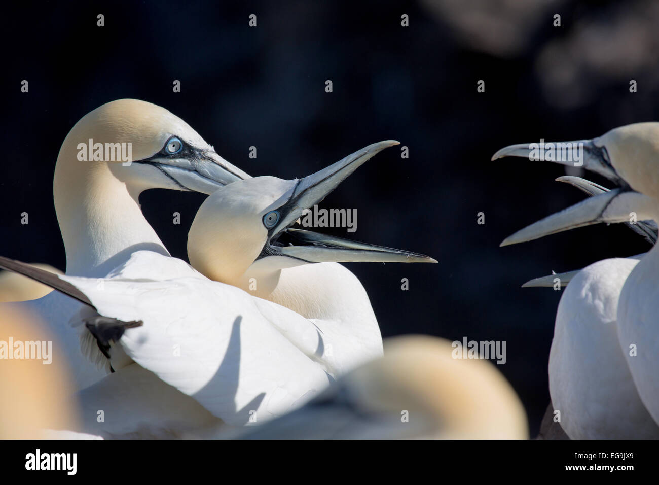 Northern gannet. Bass Rock, Scotland, UK Stock Photo - Alamy