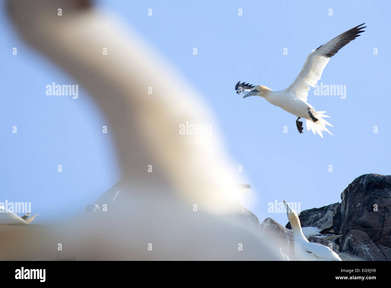 Northern gannet. Bass Rock, Scotland, UK Stock Photo - Alamy