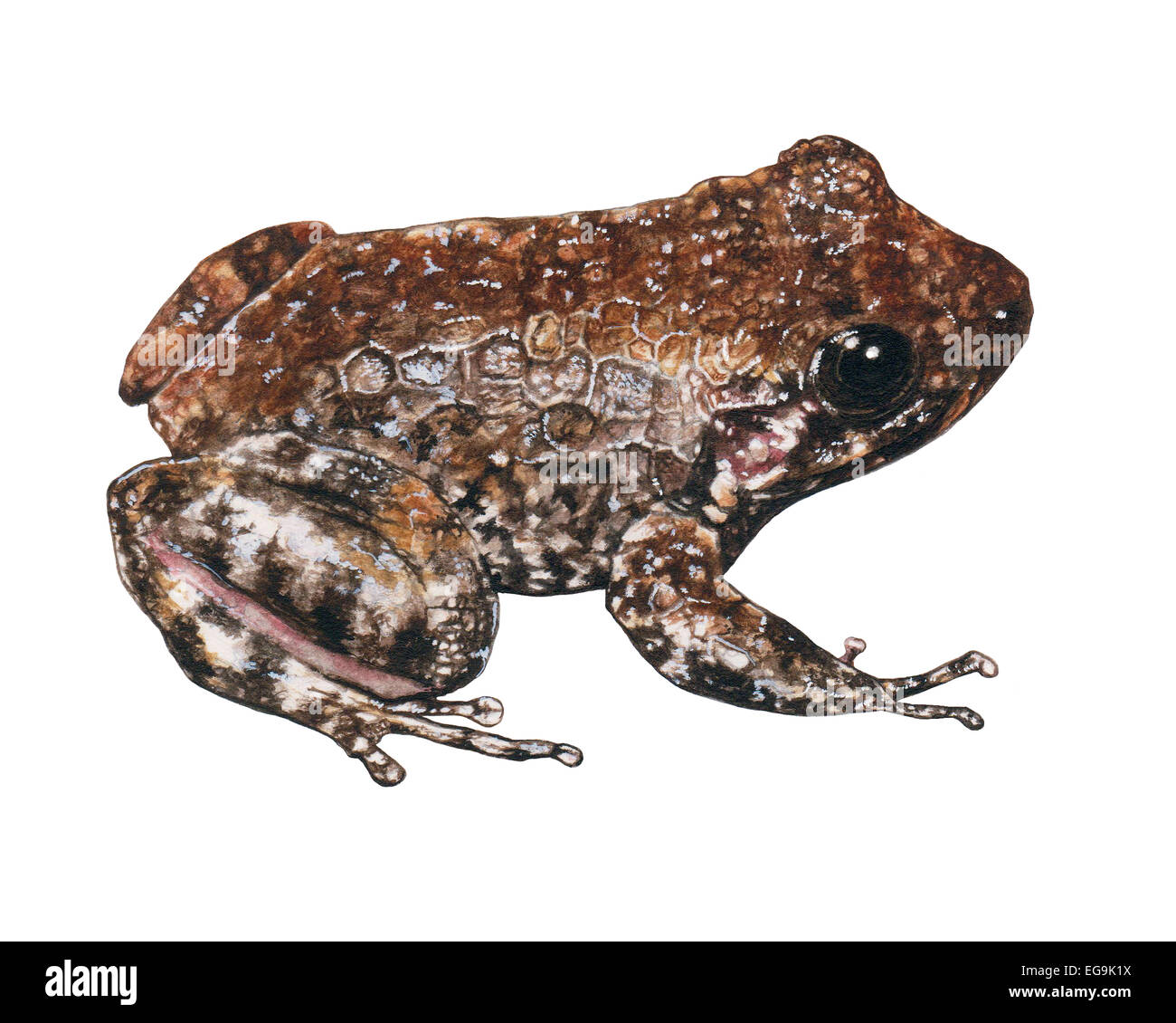 frog watercolor painting Stock Photo - Alamy