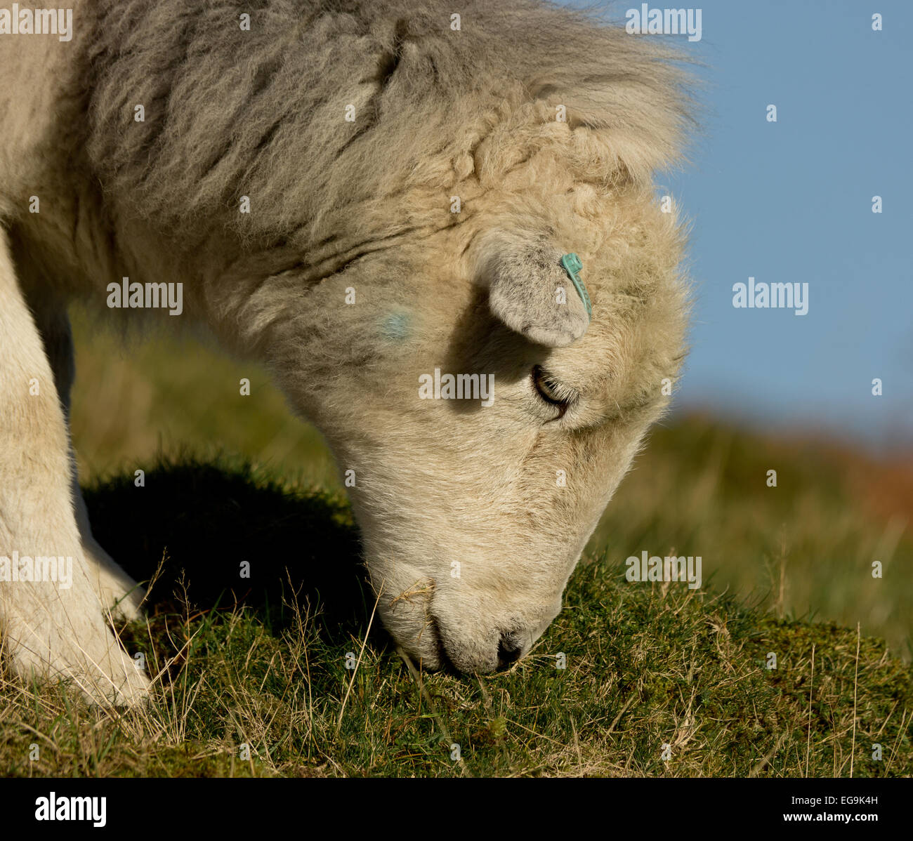 Herdy Herdwick sheep Stock Photo - Alamy