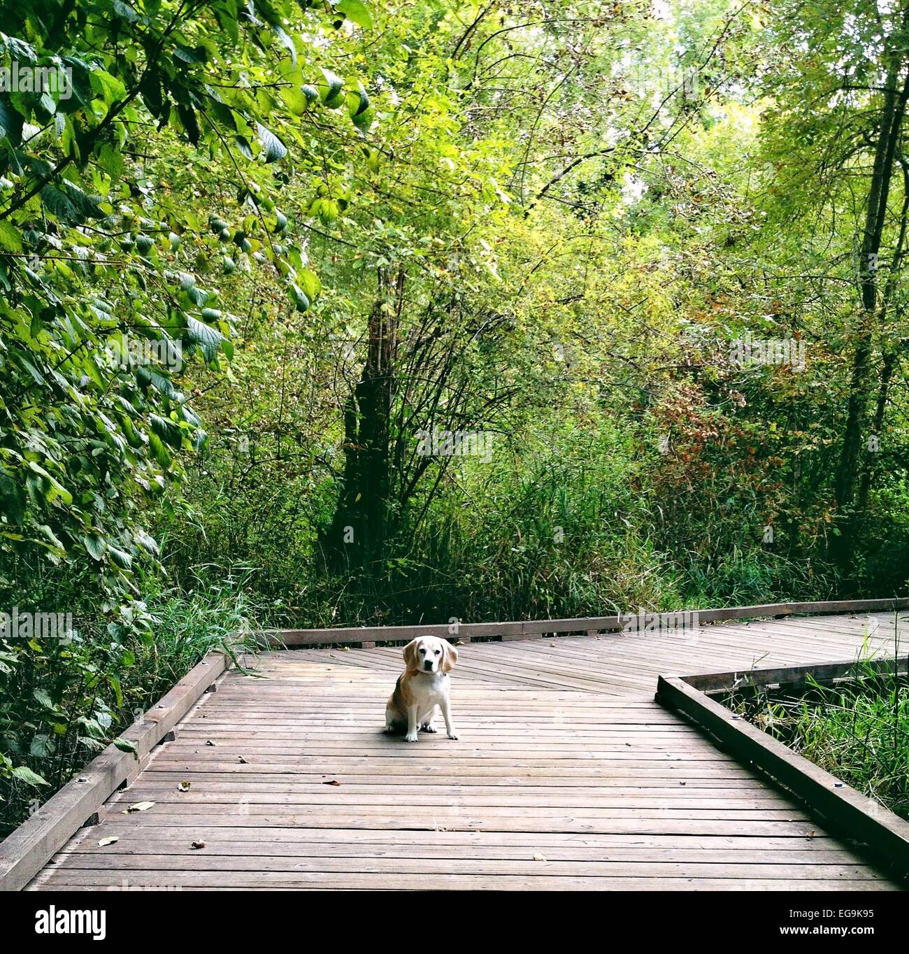 Dog sitting on boardwalk Stock Photo - Alamy