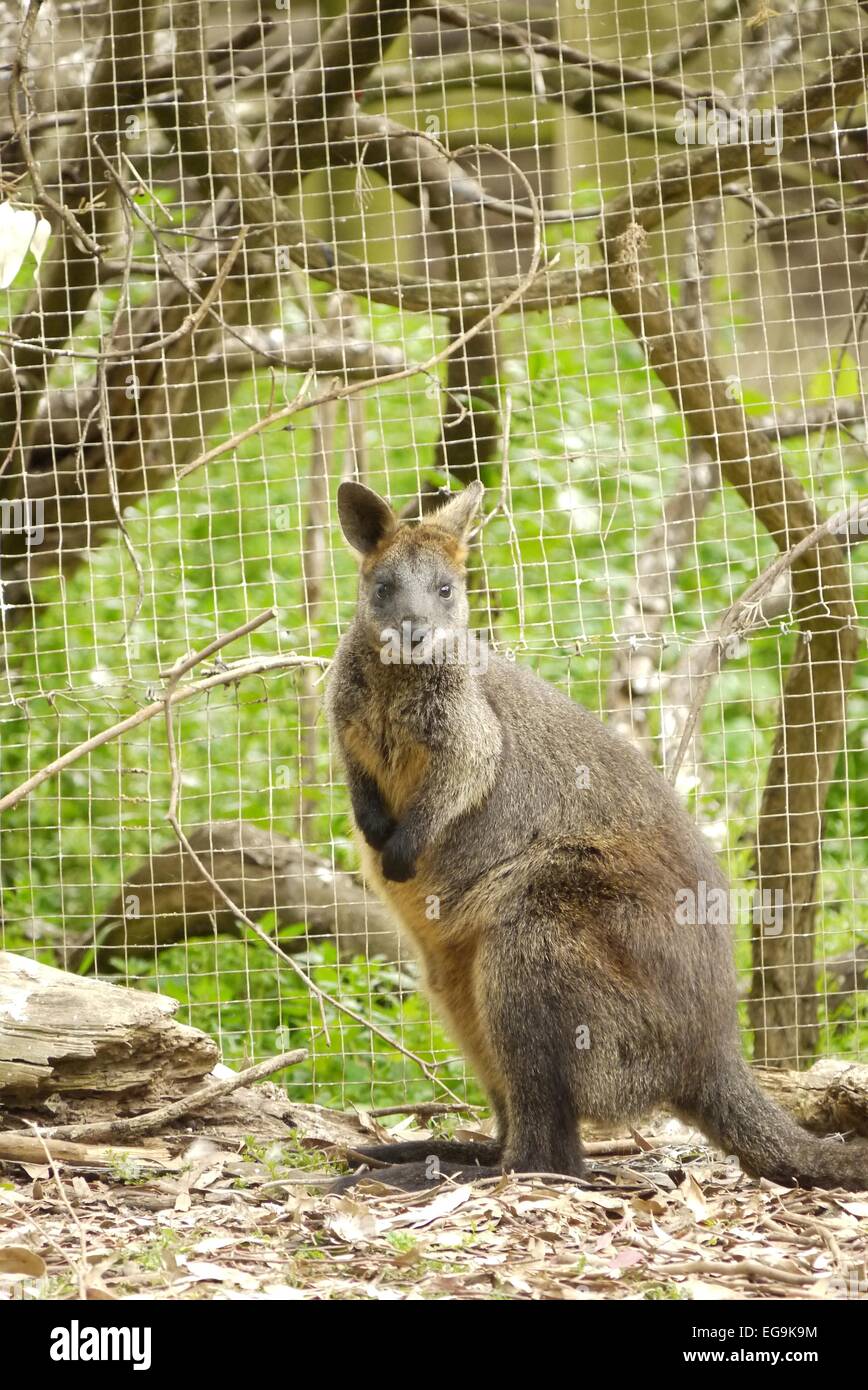 Portrait of a Wallaby Stock Photo - Alamy