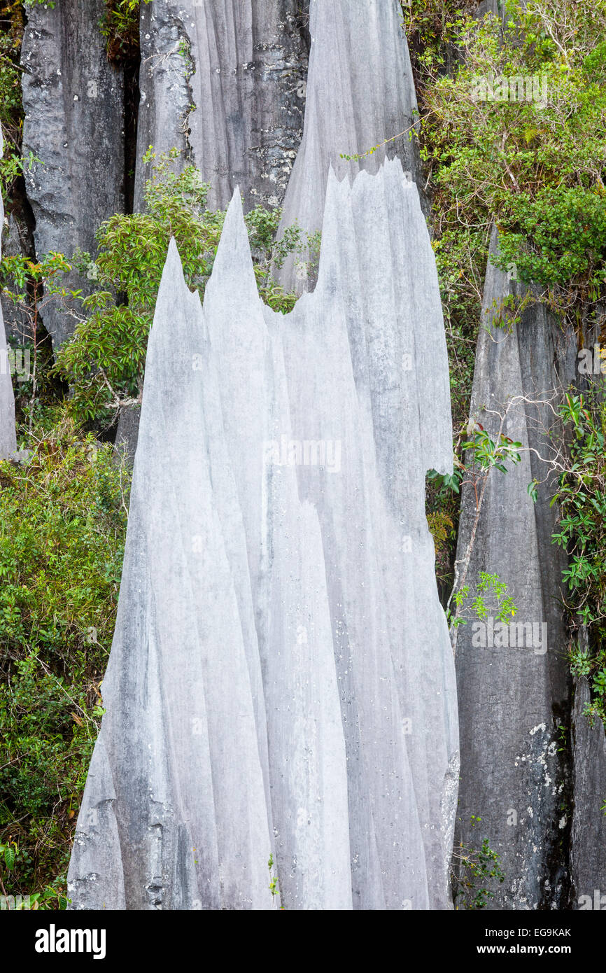 Limestone pinnacles at gunung mulu national park Stock Photo - Alamy