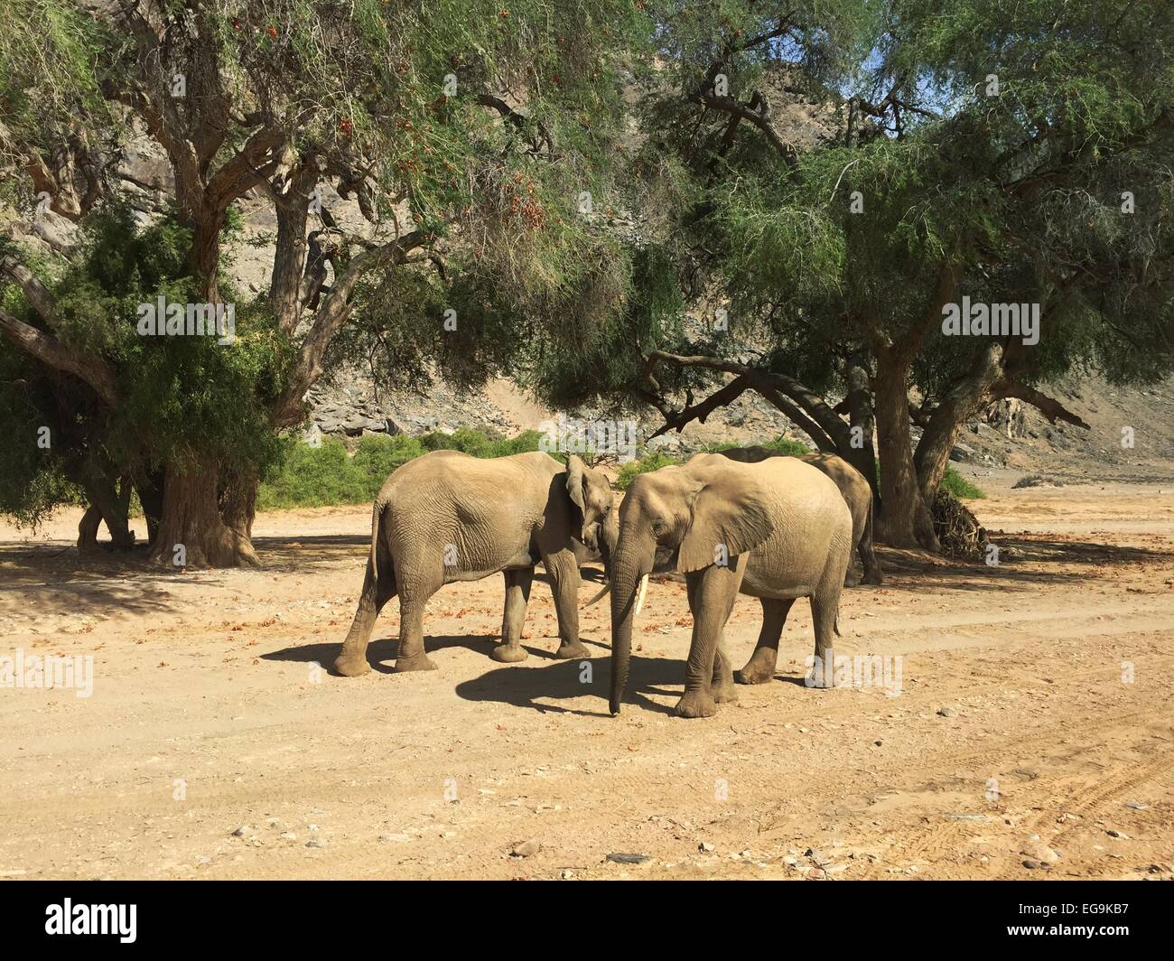 Two elephants near trees Stock Photo - Alamy