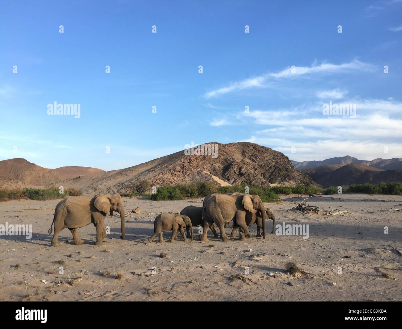 Namibia, Elephant family Stock Photo - Alamy