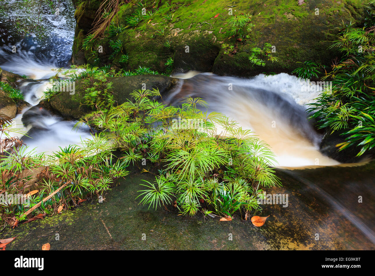 Small waterfall in jungle Stock Photo - Alamy