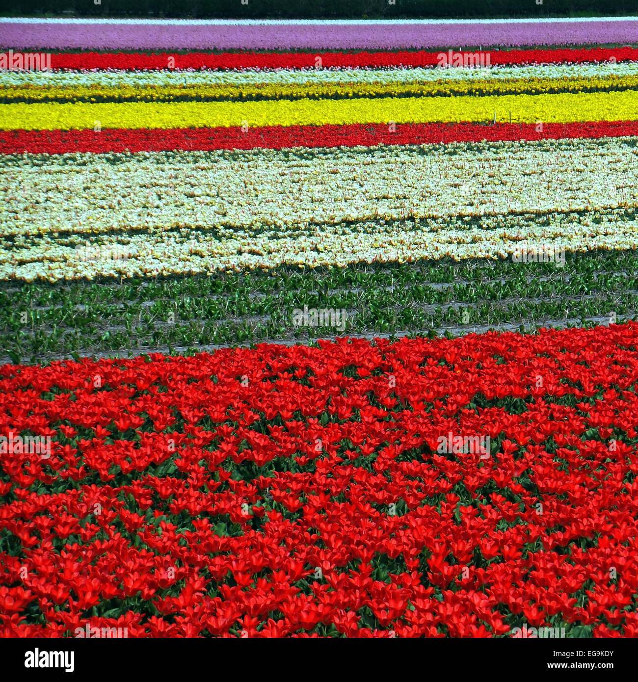 Netherlands, Multi colored field with tulips Stock Photo - Alamy