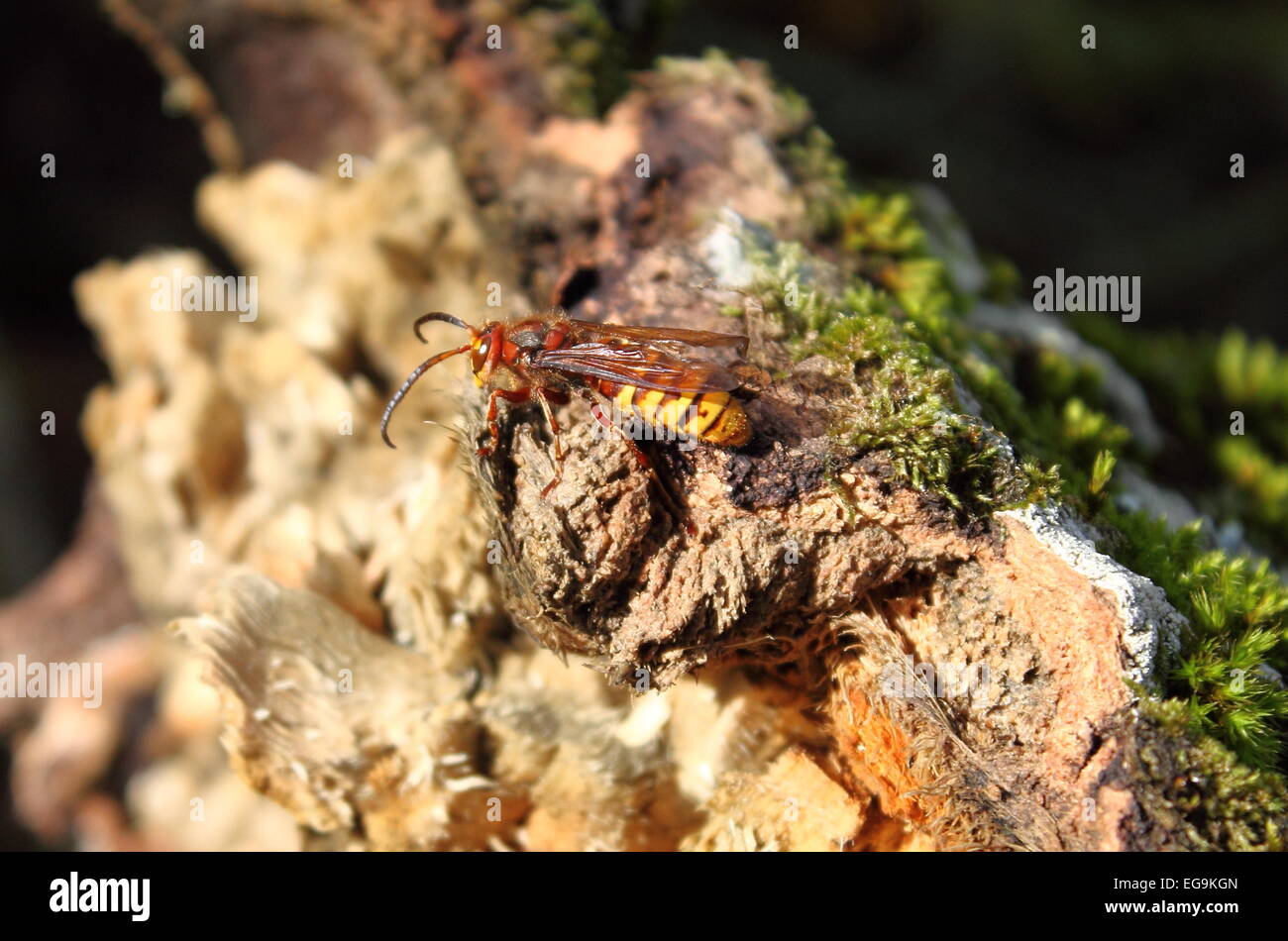 Perching on stick hi-res stock photography and images - Alamy