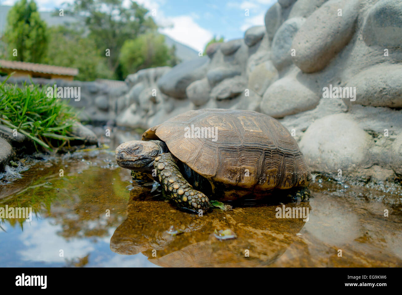 cute green turtle walking on a pond in farm Stock Photo - Alamy