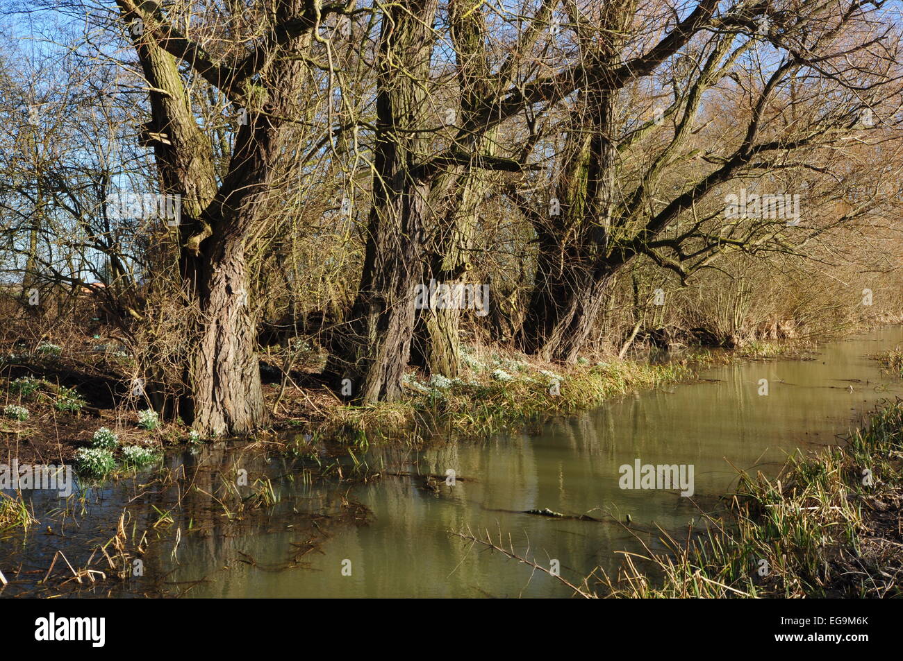 Baston Fen nature reserve adjacent to the River Glen Stock Photo - Alamy
