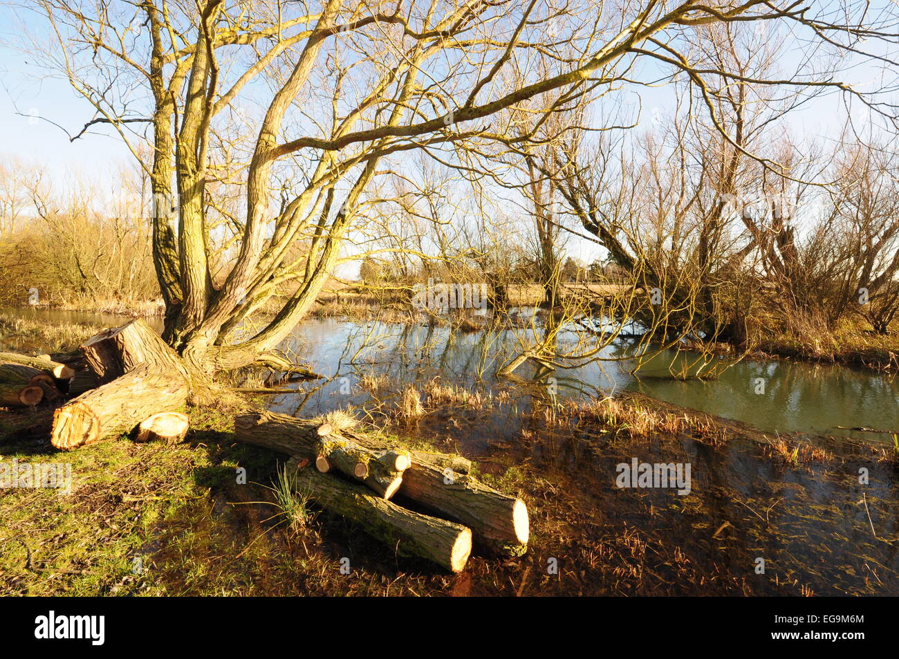 Baston Fen nature reserve adjacent to the River Glen, Lincolnshire Fens ...