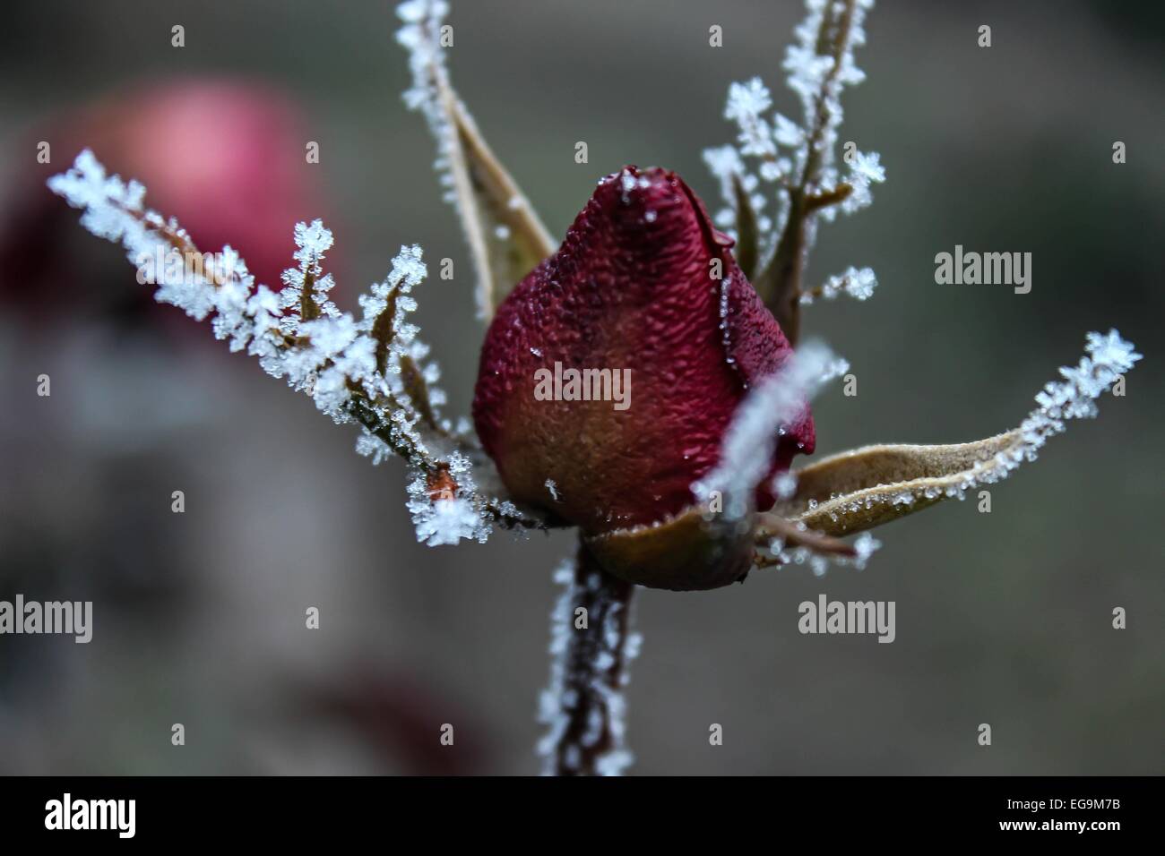 Red rose in frost - isolated Stock Photo - Alamy