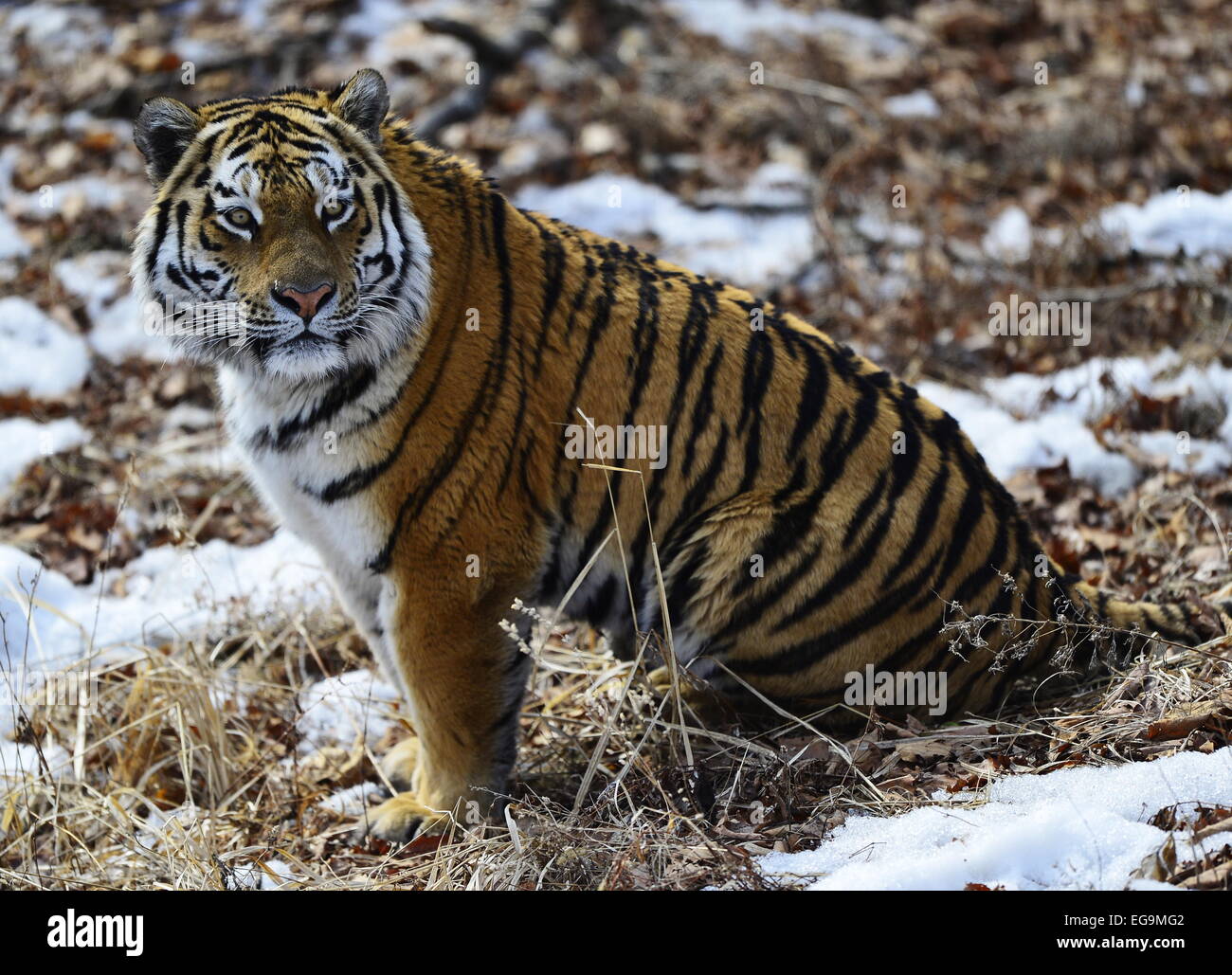 International Breeding Programme High Resolution Stock Photography and ...