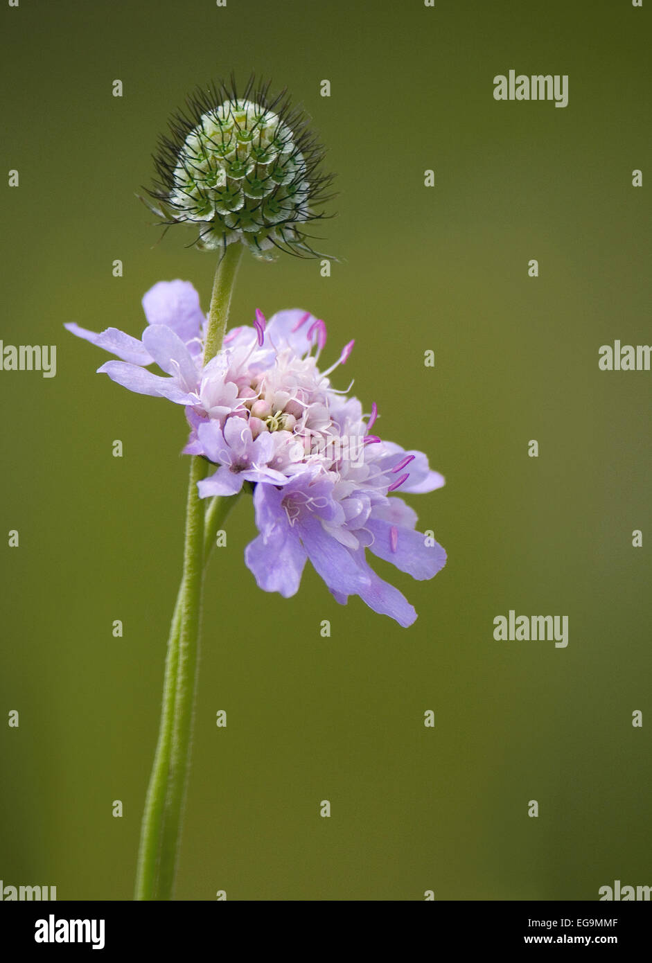 Field scabious (Knautia Arvensis) flower with seed pod, growing wild in ...