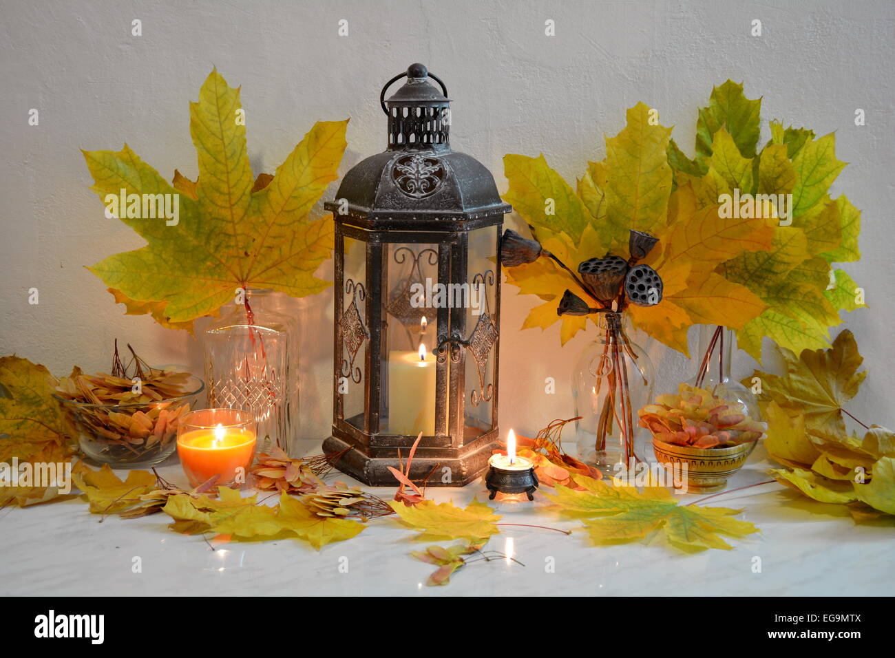 Flame maple hi-res stock photography and images - Alamy