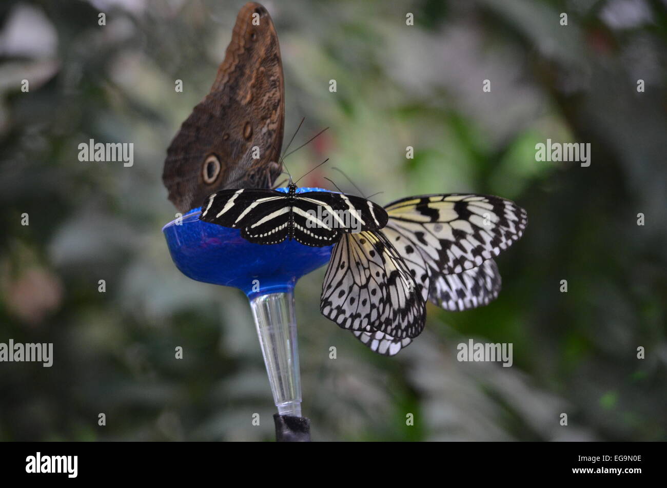 Butterflies feeding on nectar Stock Photo - Alamy