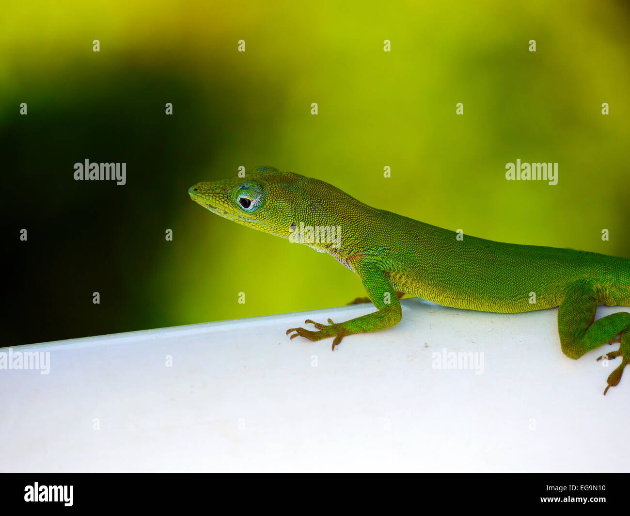Green little lizard sitting on a white surface Stock Photo - Alamy