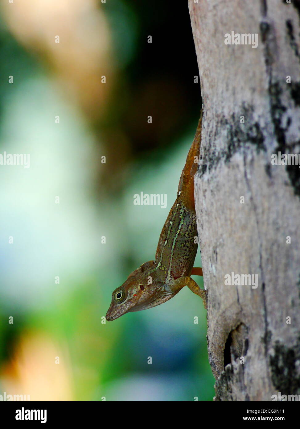 Lizard sitting on a tree Stock Photo - Alamy