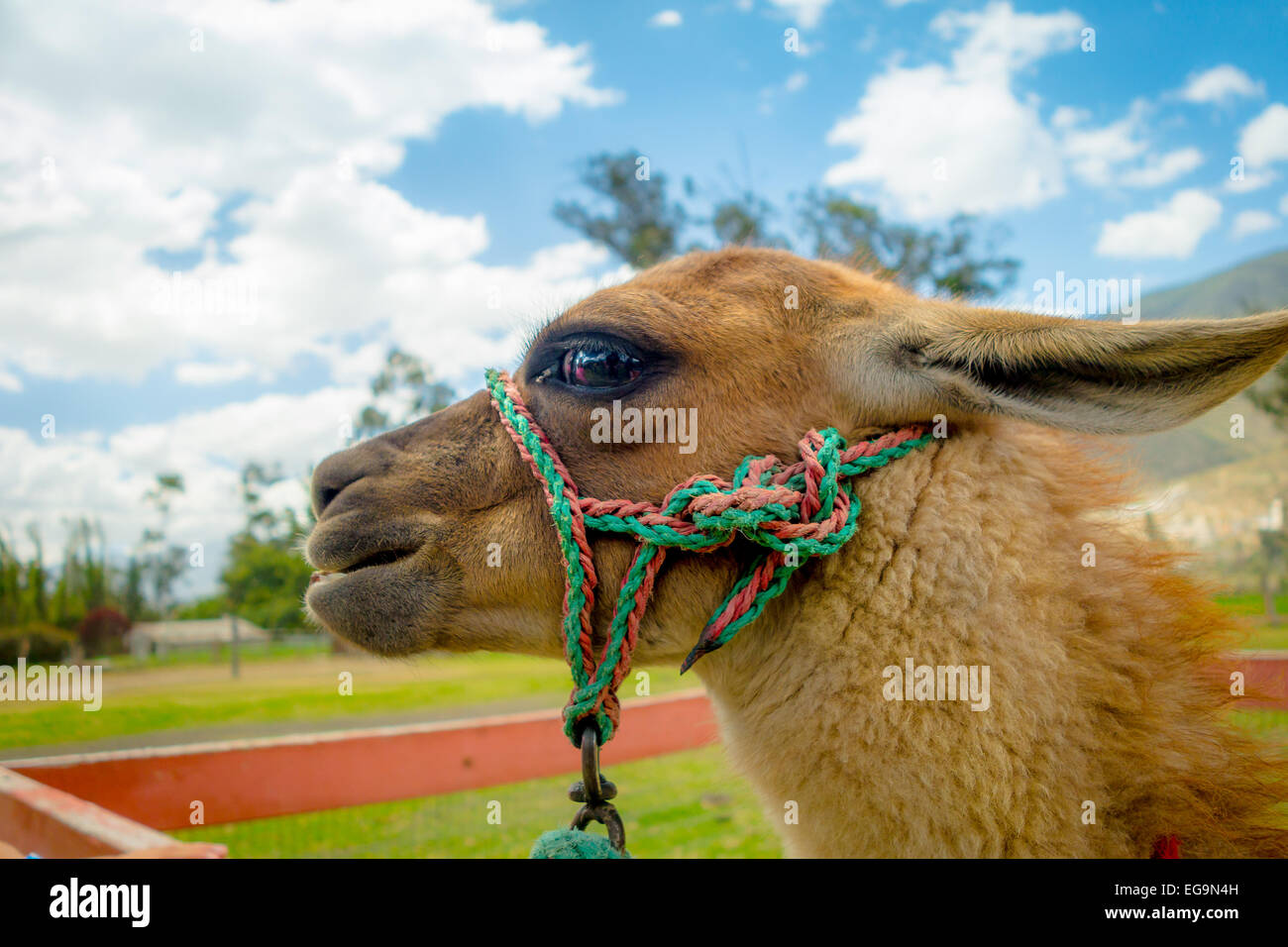 closeup portrait of cute llama Stock Photo - Alamy