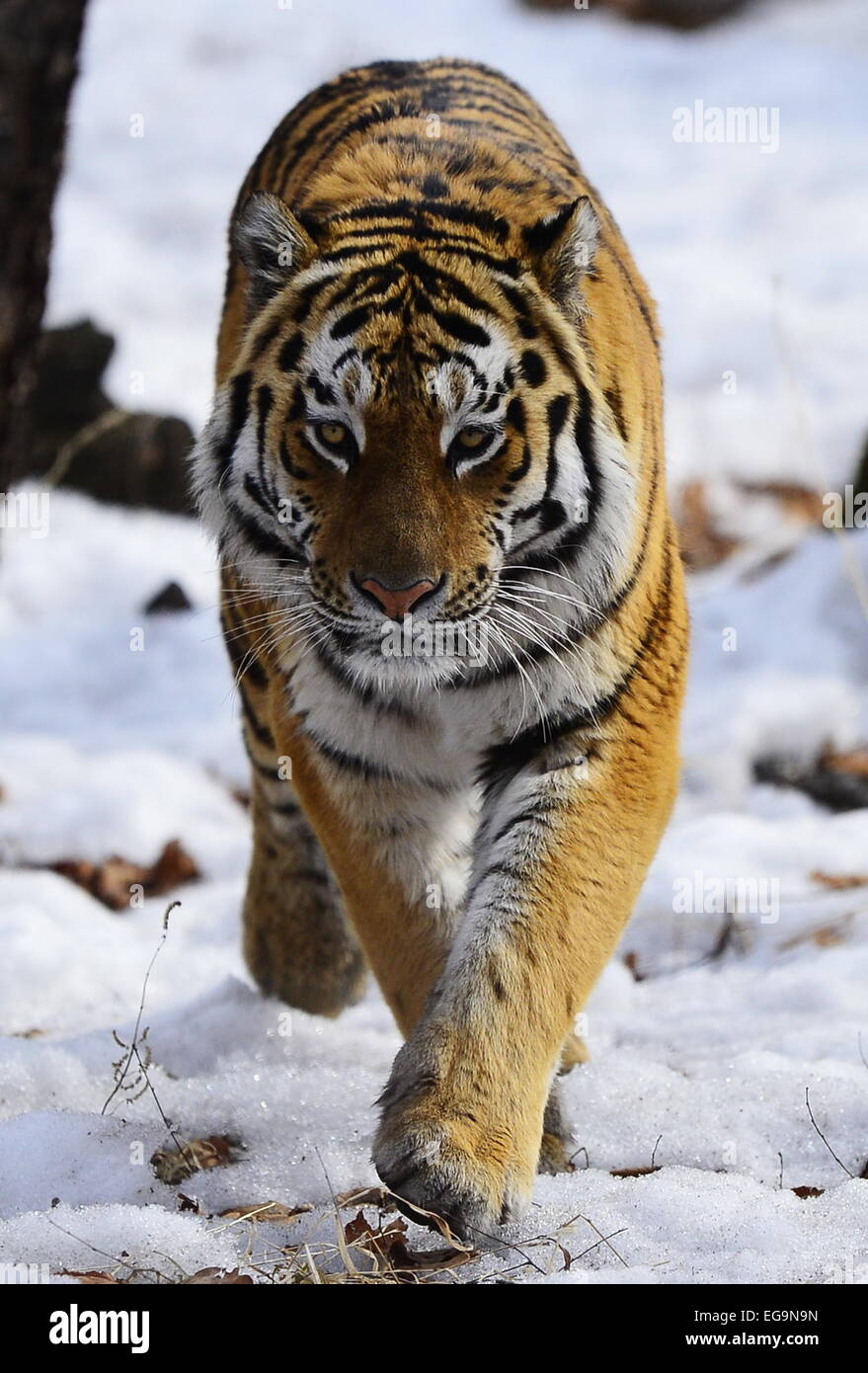 International Breeding Programme High Resolution Stock Photography and ...