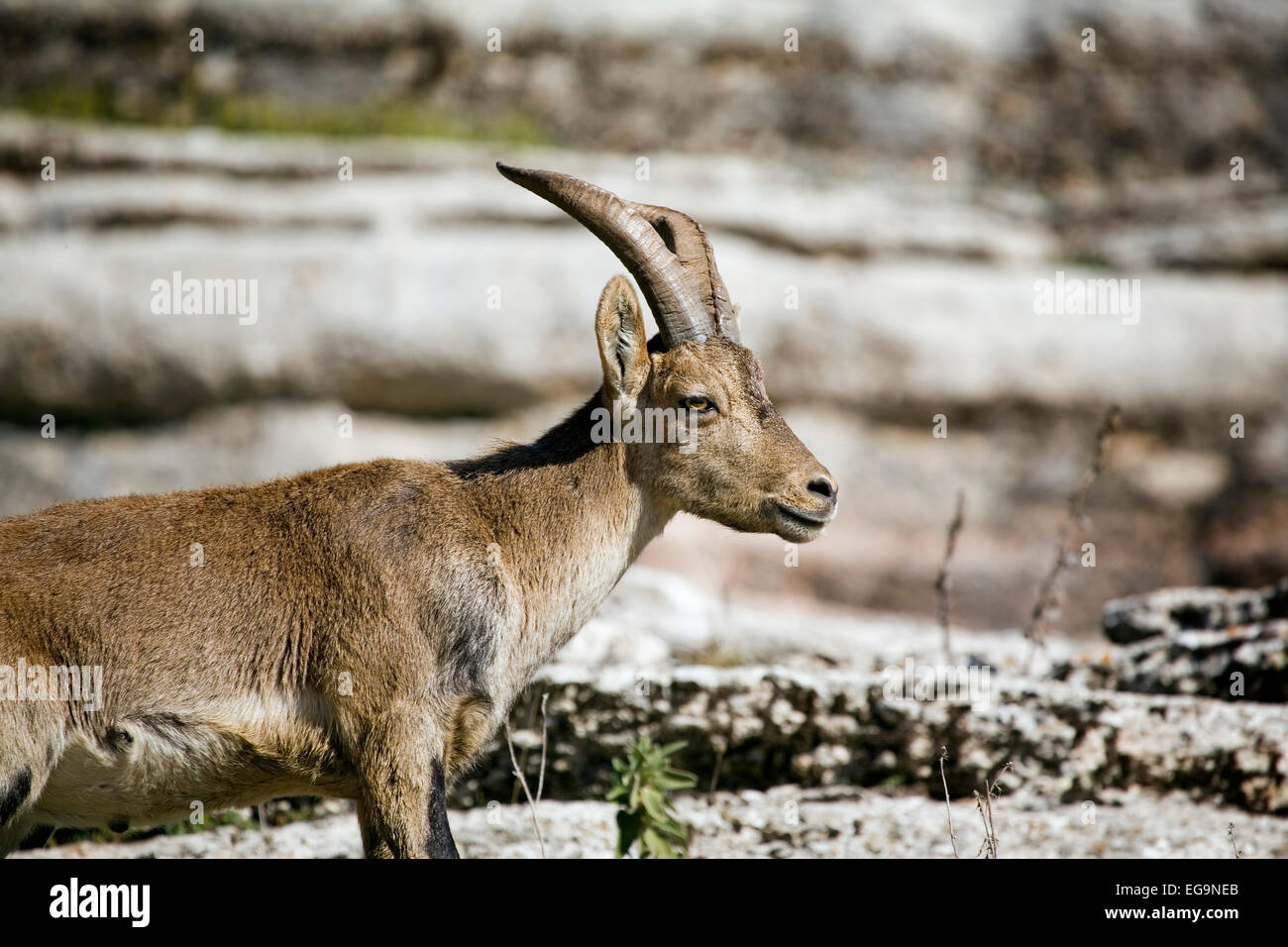 Cabra en el paisaje hi-res stock photography and images - Alamy