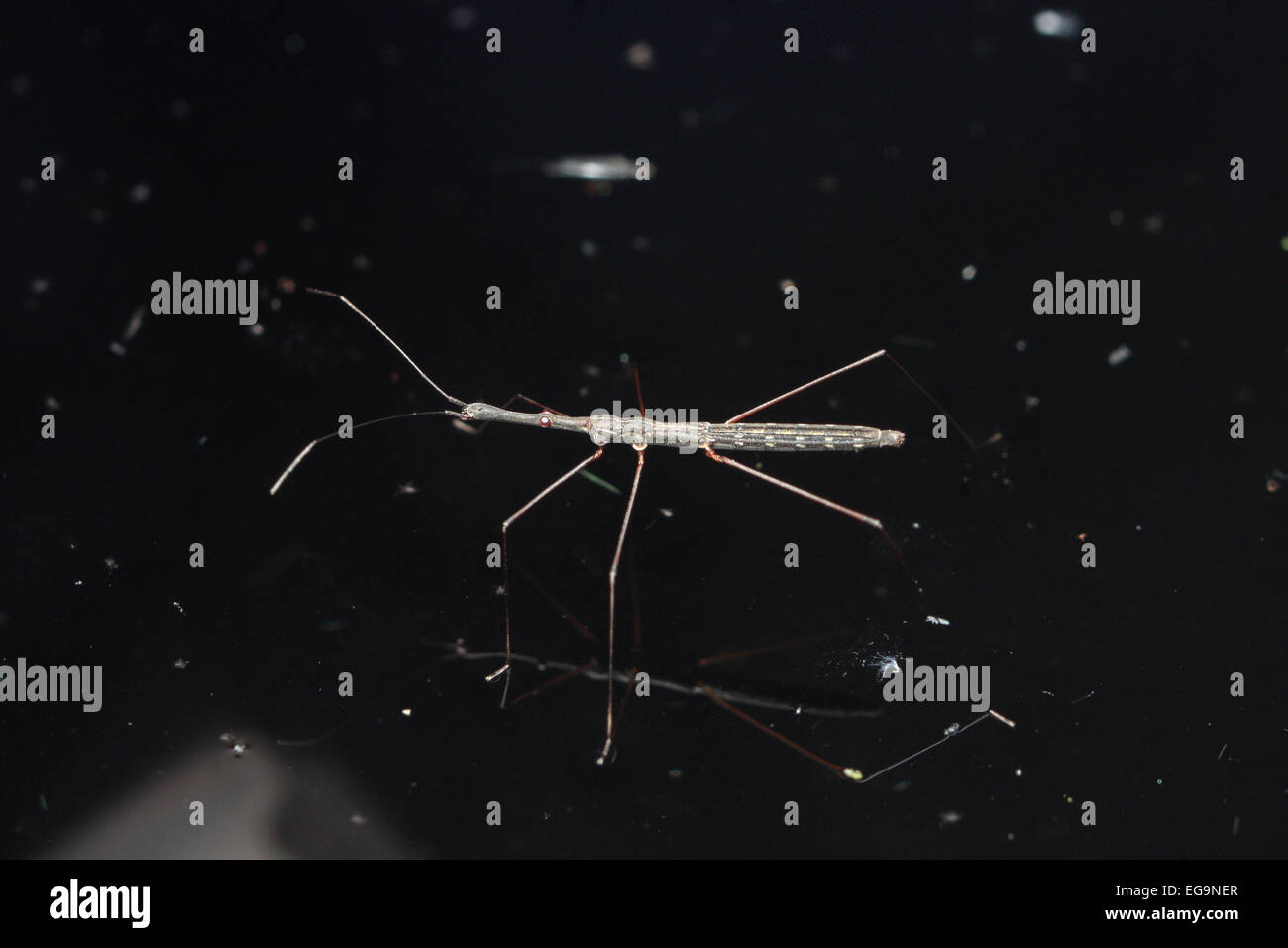 Walk on water insects hi-res stock photography and images - Alamy